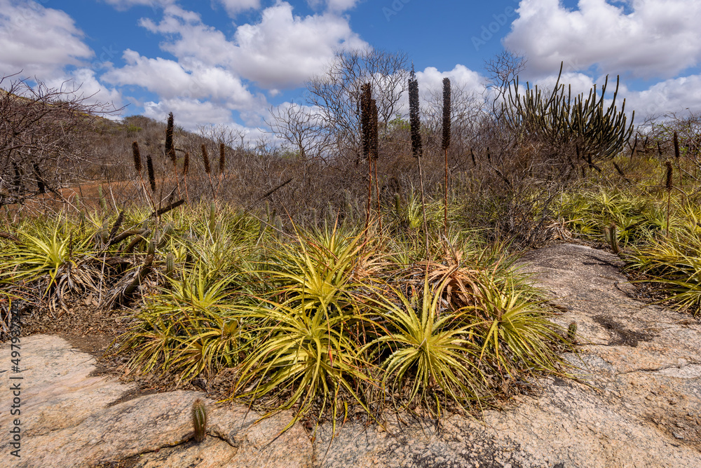Brazilian Caatinga biome. Typical vegetation, Macambira (Bromeliaceae ...