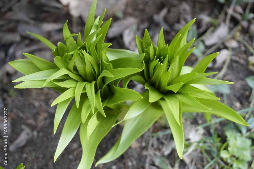 Spring flowers. Plants in the garden. The first shoots of the imperial ...