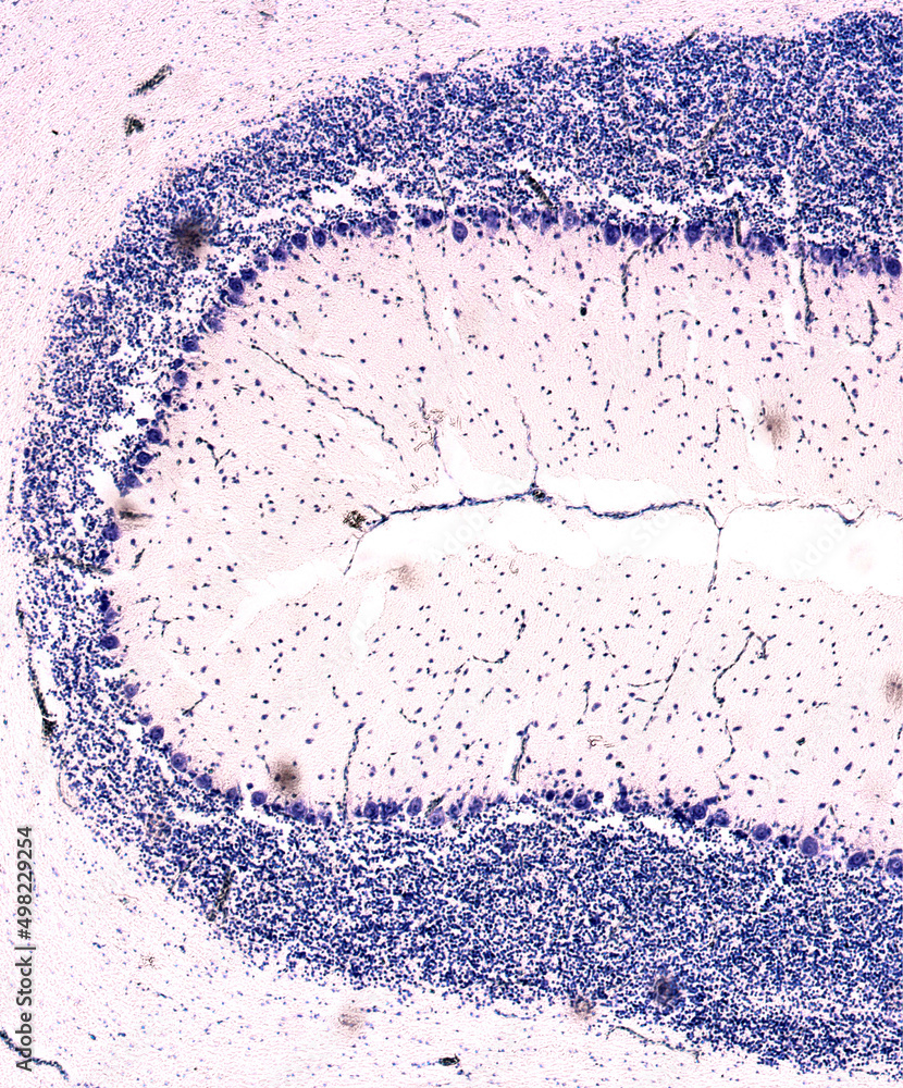 Cross section of a cerebellum. Purkinje Cells. Light micrograph. Cresyl ...
