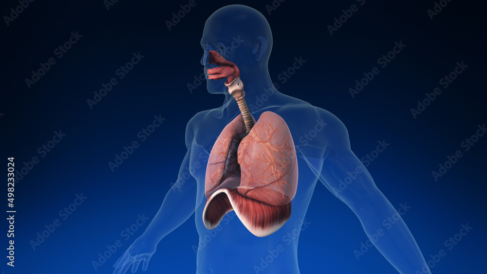 Medical 3d human lung inside human body with its parts visible ...