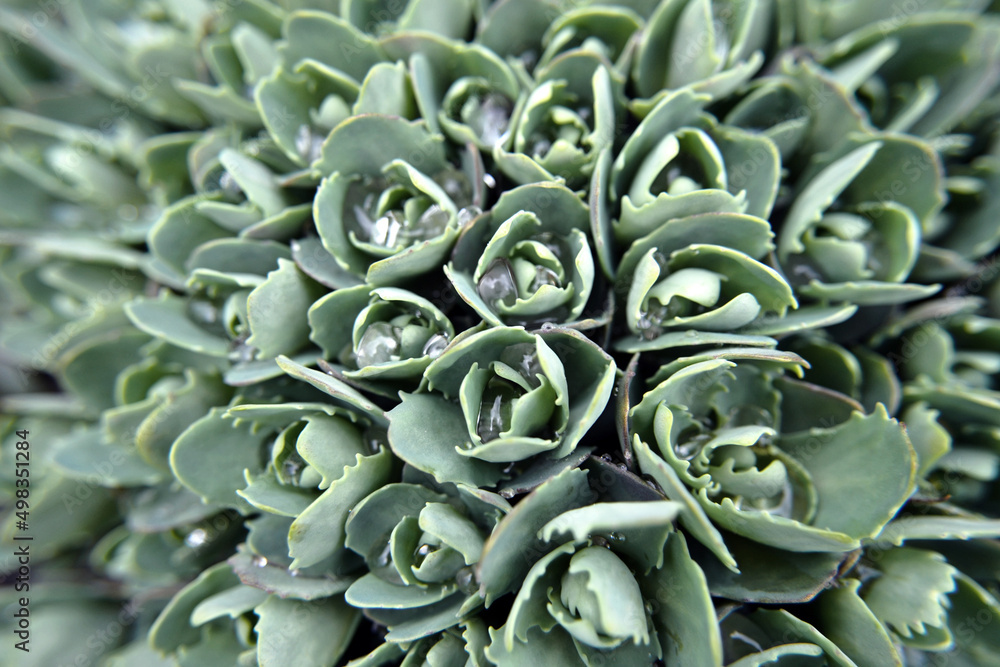 Sedum flowers with stems and dew drops, vegetable background. Texture ...