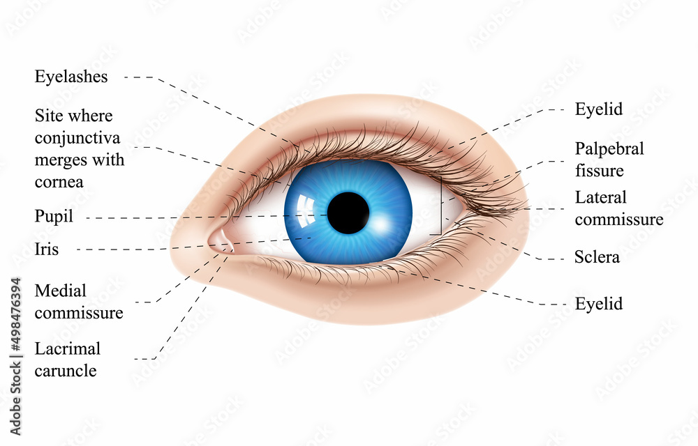 Eyelid Anatomy Duct