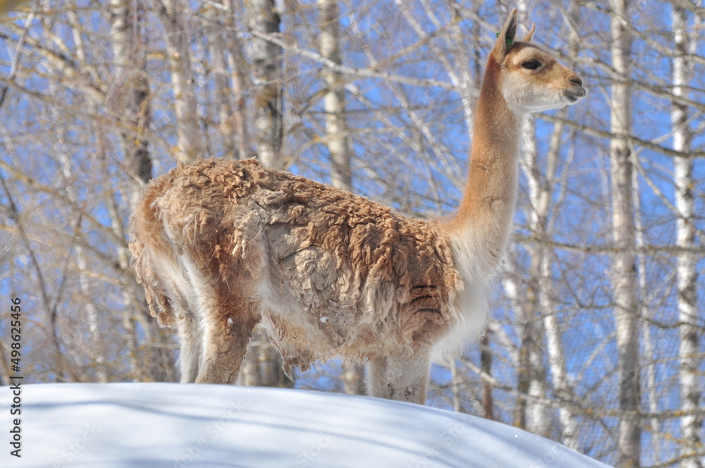 Animals are a traditionally distinguished category of organisms ...
