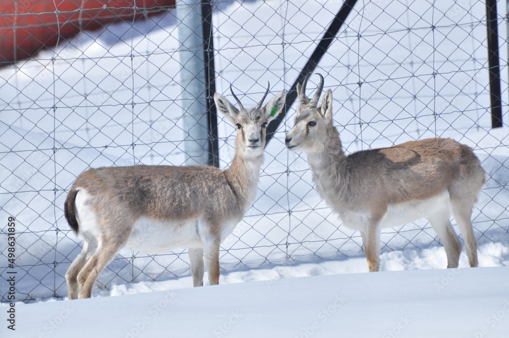 Animals - traditionally (since Aristotle) distinguished category of ...