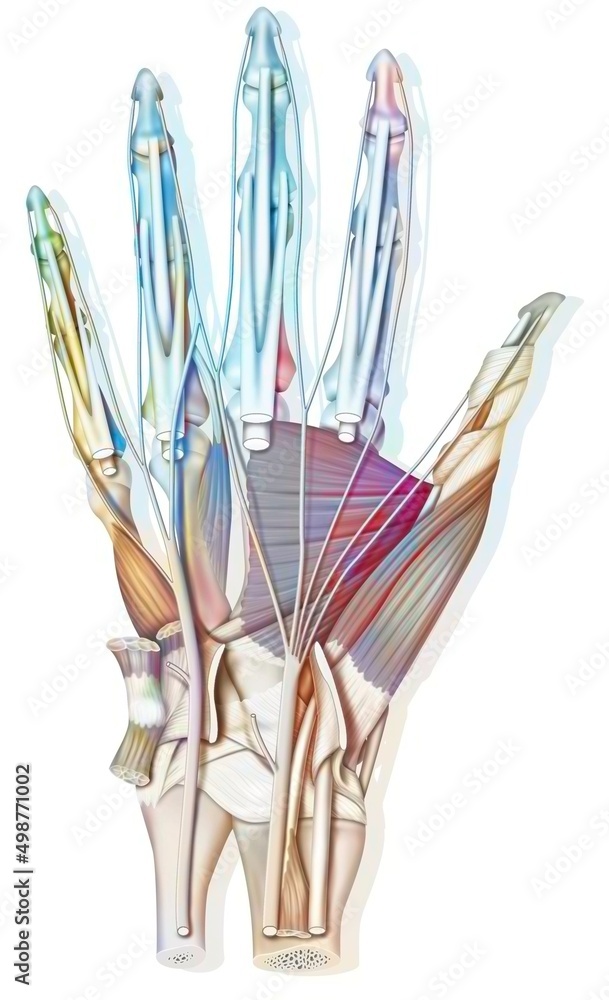 Anatomy of the palm of the hand: bones muscle tendons nerves. Stock ...
