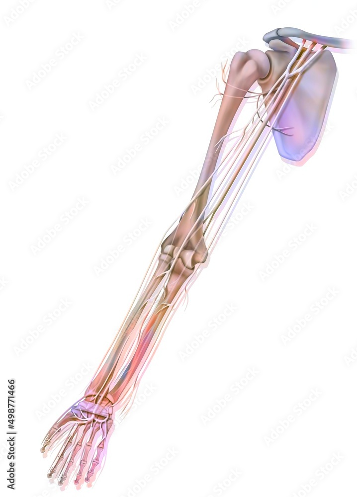 Anatomy of the nerves of the upper limb (arm) in palmar view. Stock ...