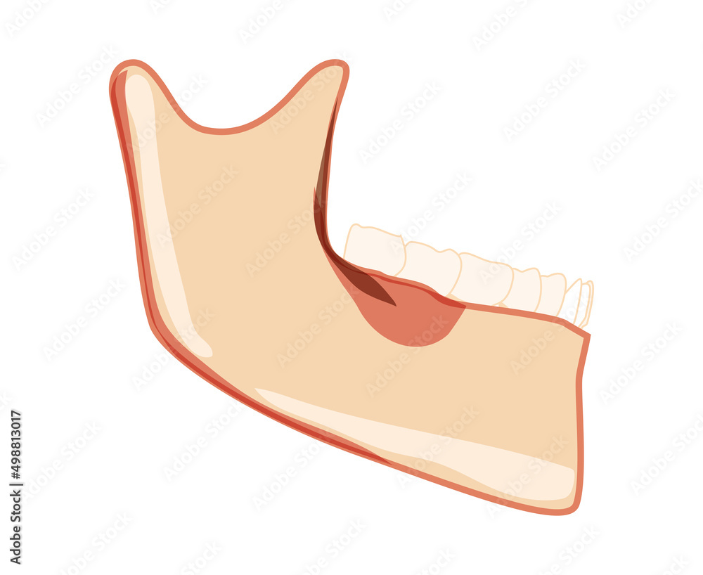 Mandible of Skeleton Human head side view with teeth. Skull lower jaw ...