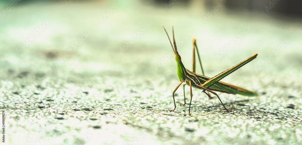 BANNER Nature beauty real photo MACRO close Cone-headed eastern long ...
