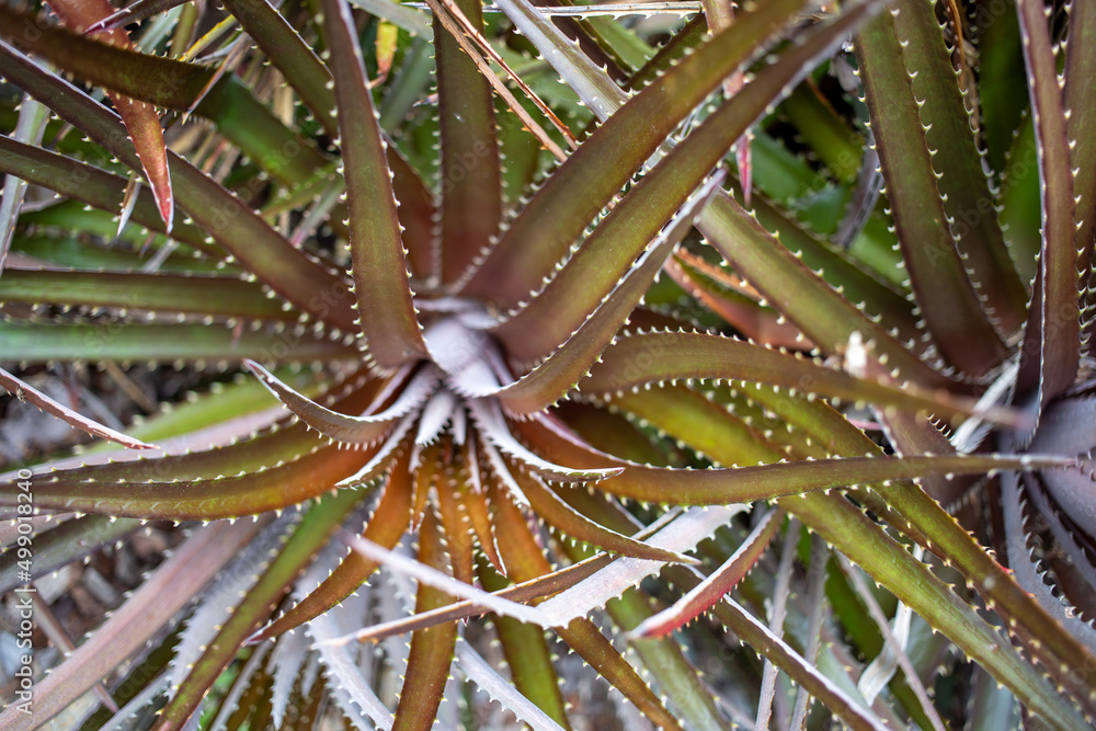 Spikey Plant Textures Top View Wallpaper Stock Photo | Adobe Stock