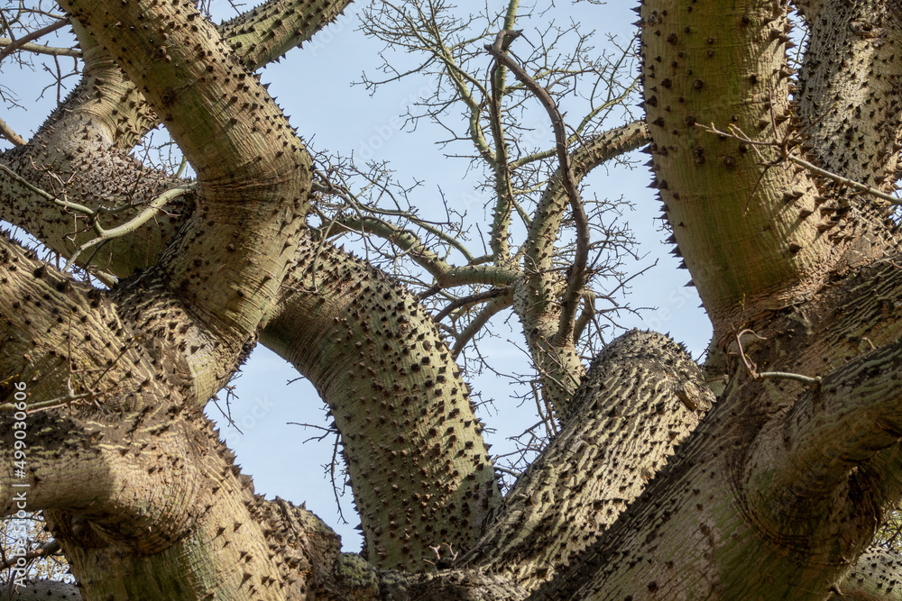 Tree That Have Thorns
