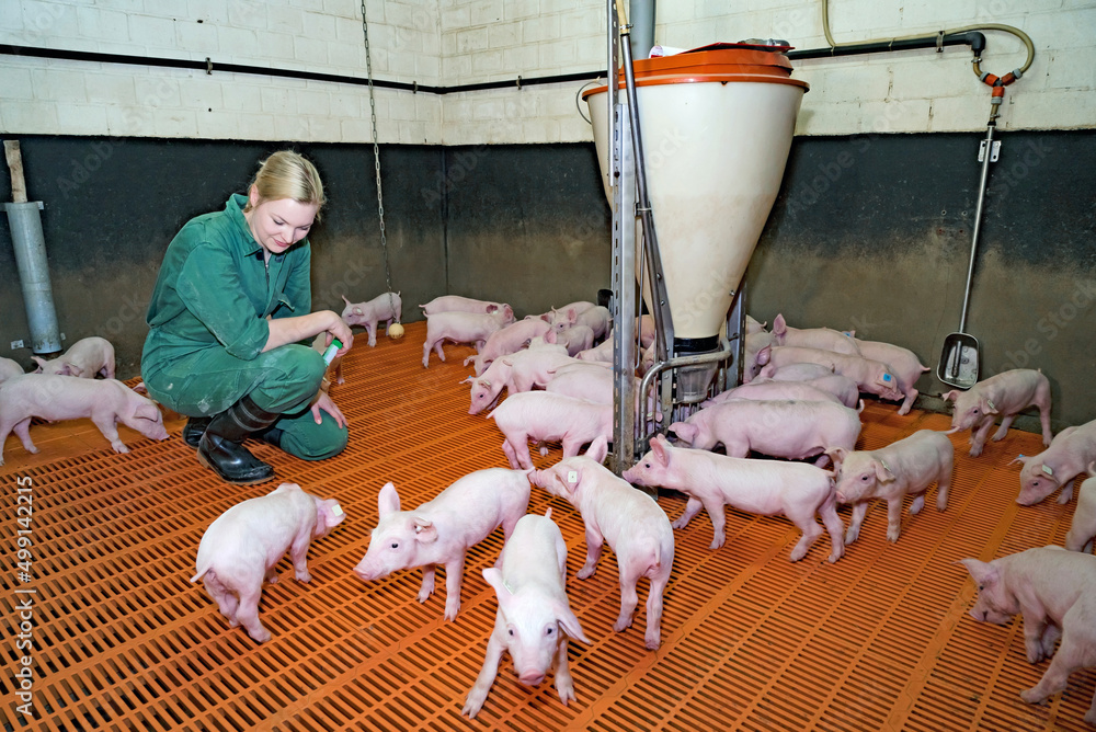 Stock-Foto „Erfolgreiche Ferkelaufzucht - junge Frau kontrolliert ...