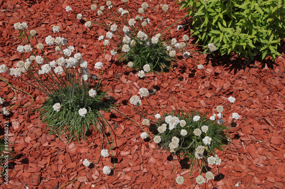 Paillage de copeaux de bois rouge d'un massif Stock Photo | Adobe Stock