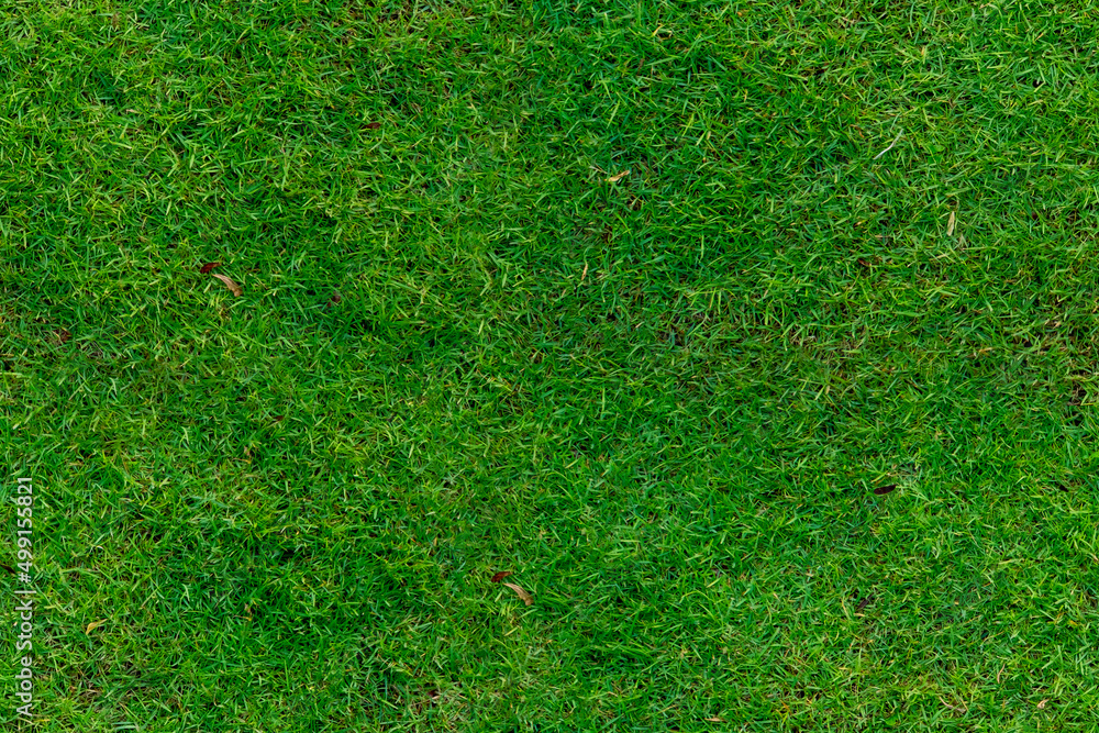 green grass ground seamless texture pattern garden floor background ...