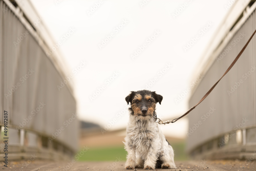 Sag small Jack Russell Terrier dog tied to on a bridge railing. Maybe ...