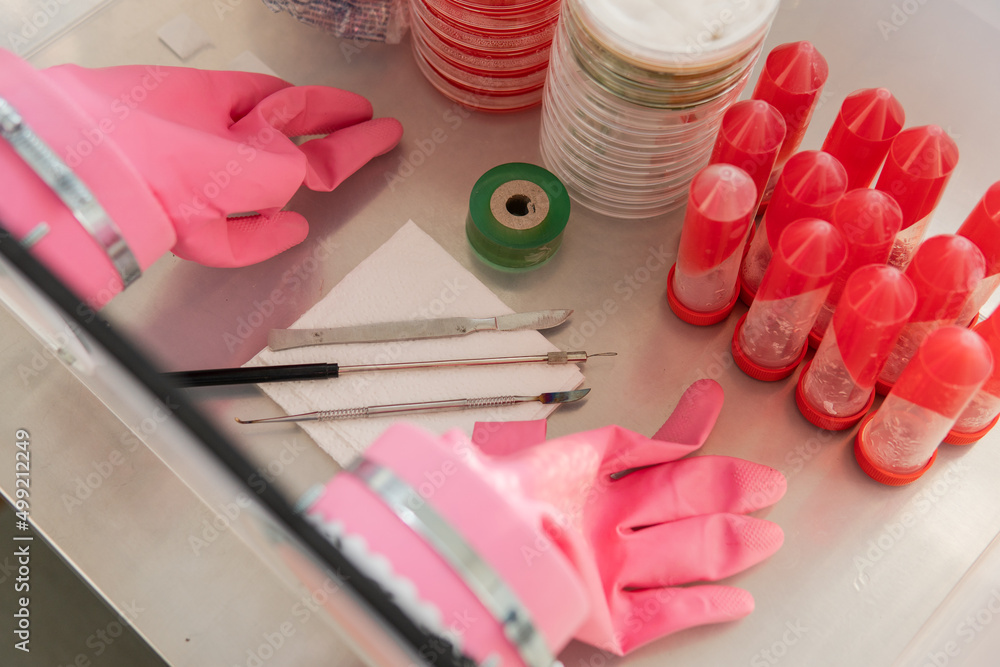 .centrifuge tube with a nutrient medium for the development of mycelium ...