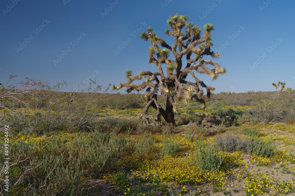 Foto de Stock Image of an old Joshua tree amid wildflowers shown in the ...