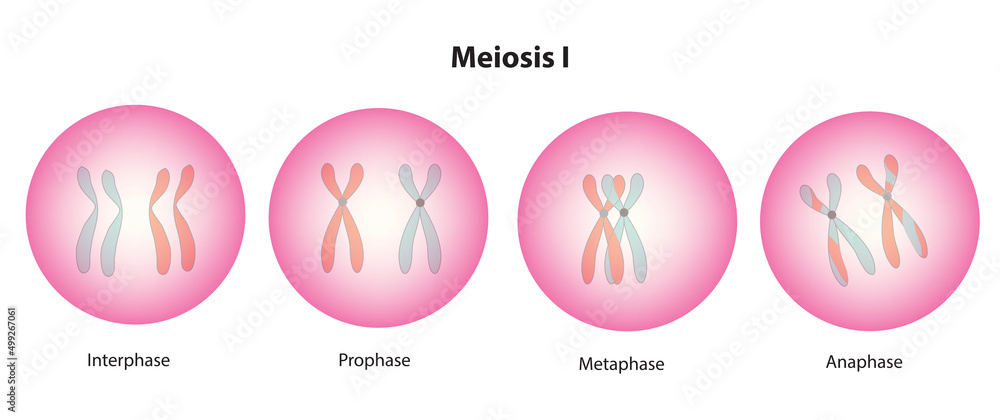 Meiosis stage 1 (prophase, metaphase, anaphase and telophase stages in biology) Stock Vector ...