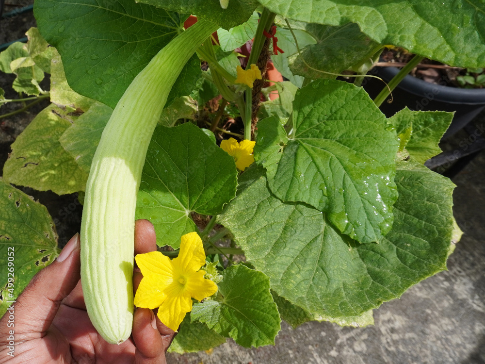 Armenian long cucumber (Cucumis melo var. flexuosus) in a vegetable ...