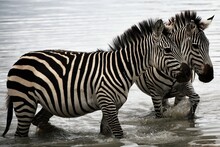 Zebra Twins Free Stock Photo - Public Domain Pictures