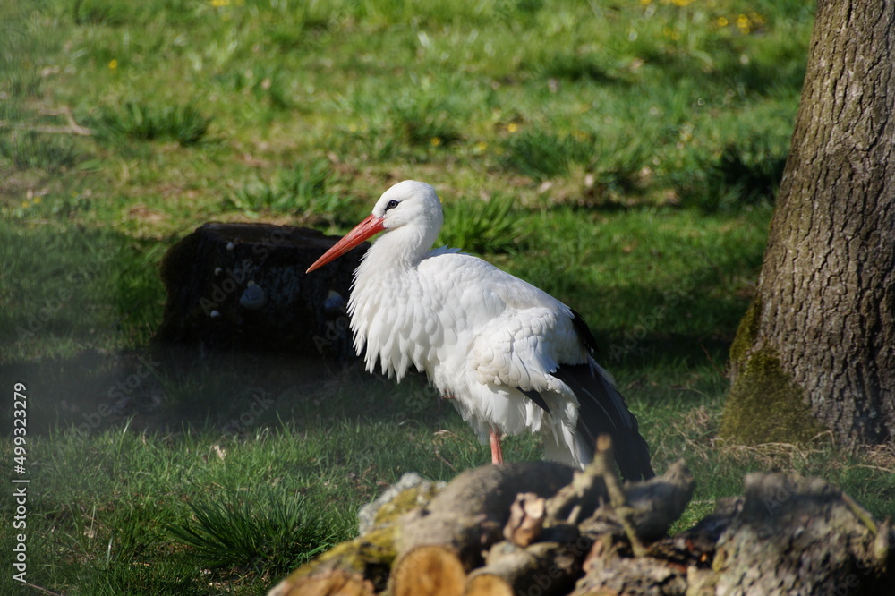 Storch Weißstorch Klapperstorch Schnabel Natur Leben Frühling Vogel ...