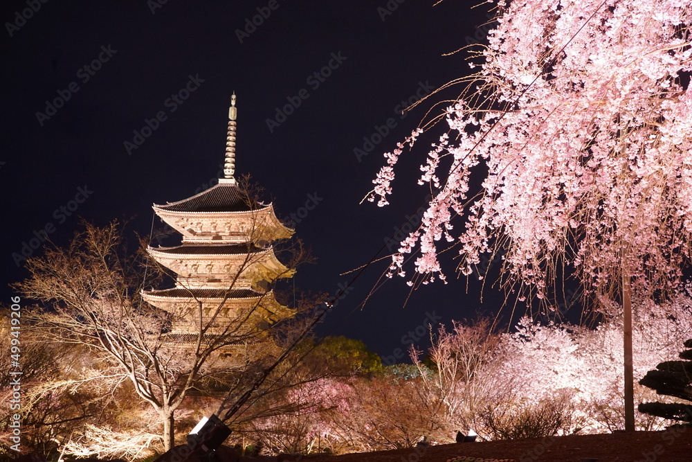Night View, Five-story pagoda of Toji Temple and Sakura, Cherry Blossom ...