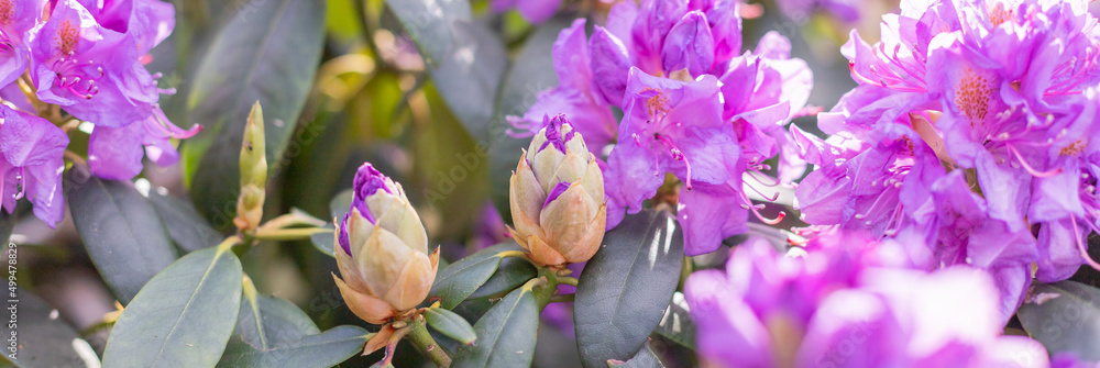 Pink rhododendron flower. Natural beauty. Aroma fragrance. Blossoming ...