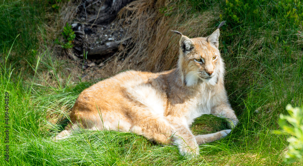 Animal wildlife portrait of a eurasian lynx lynx outdoors in the ...
