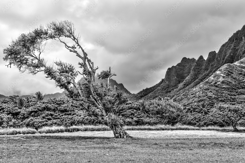Banyan and Monkey Pod trees on Oahu Stock Photo | Adobe Stock