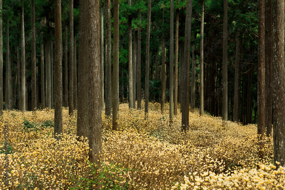 Foto de Stock Colonies of Mitsumata (oriental paperbush or Edgeworthia ...