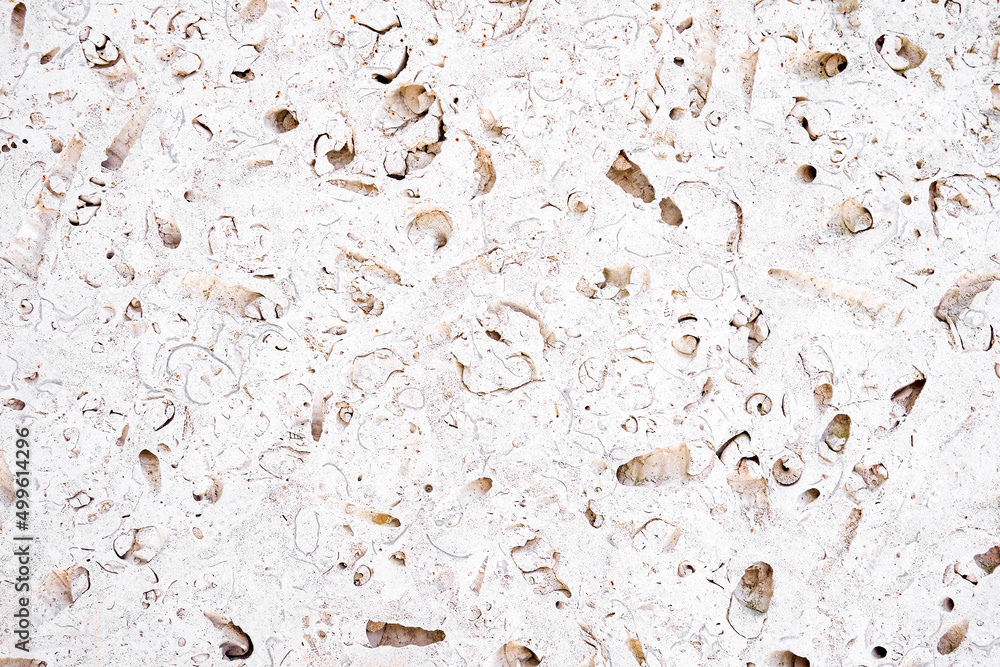 Fossils in travertine limestone slab abstract Stock Photo | Adobe Stock