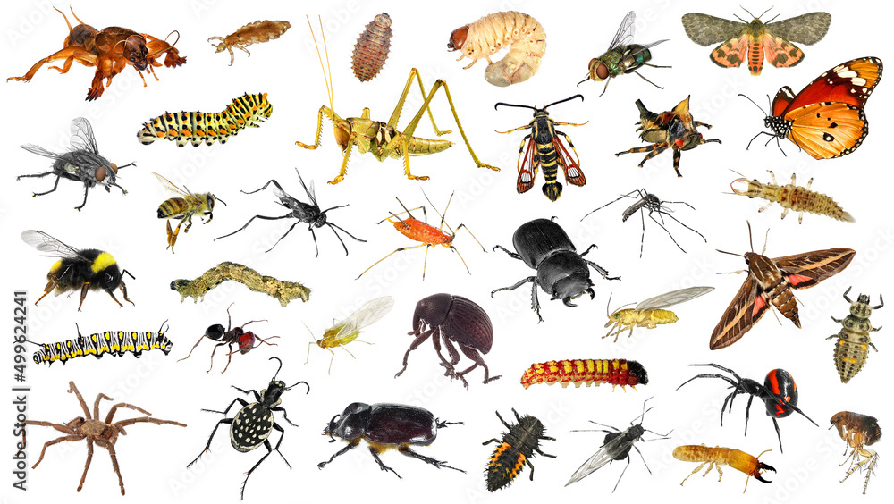 Spiders (Arachnida) and insects (Insecta) - two classes of Arthropods ...