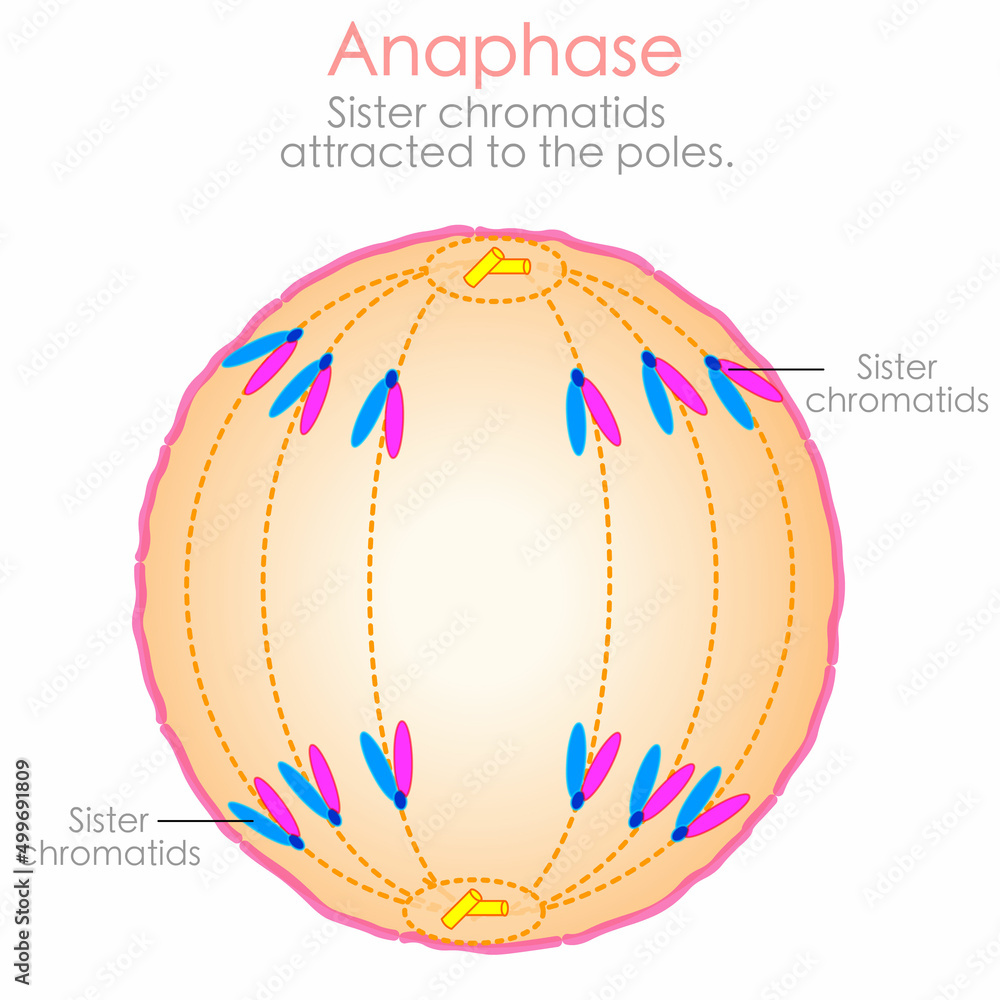 Anaphase phase, sister chromatids separate, pulled towards opposite ...