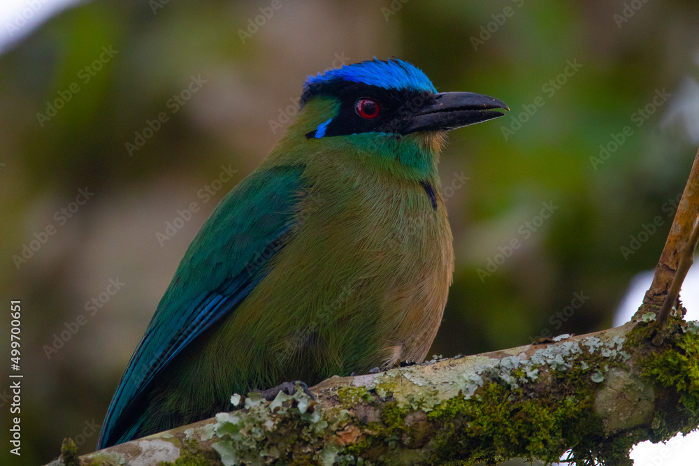 A beautiful photo of a unique tropical baranquero bird, mango shape ...