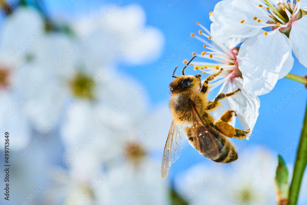 Bee pollinating apple blossoms. A bee collecting pollen and nectar from ...