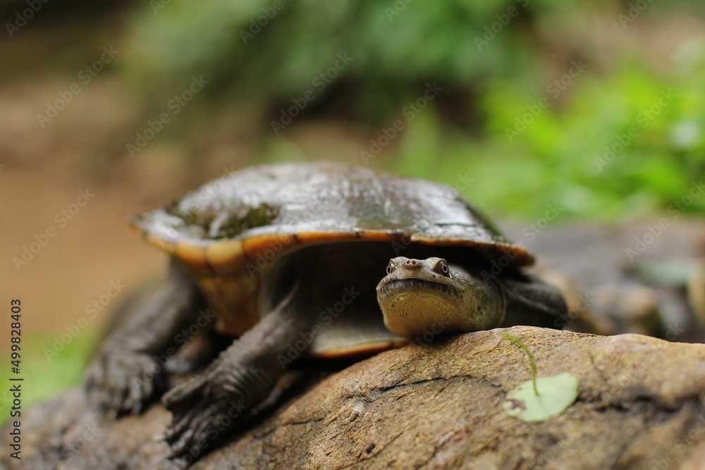 Snake-necked turtle is a critically endangered turtle species from Rote ...
