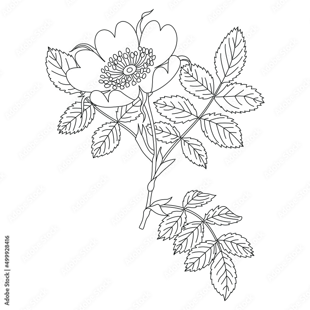 Blooming branch of wild briar rose. Isolated vector illustration. Black ...