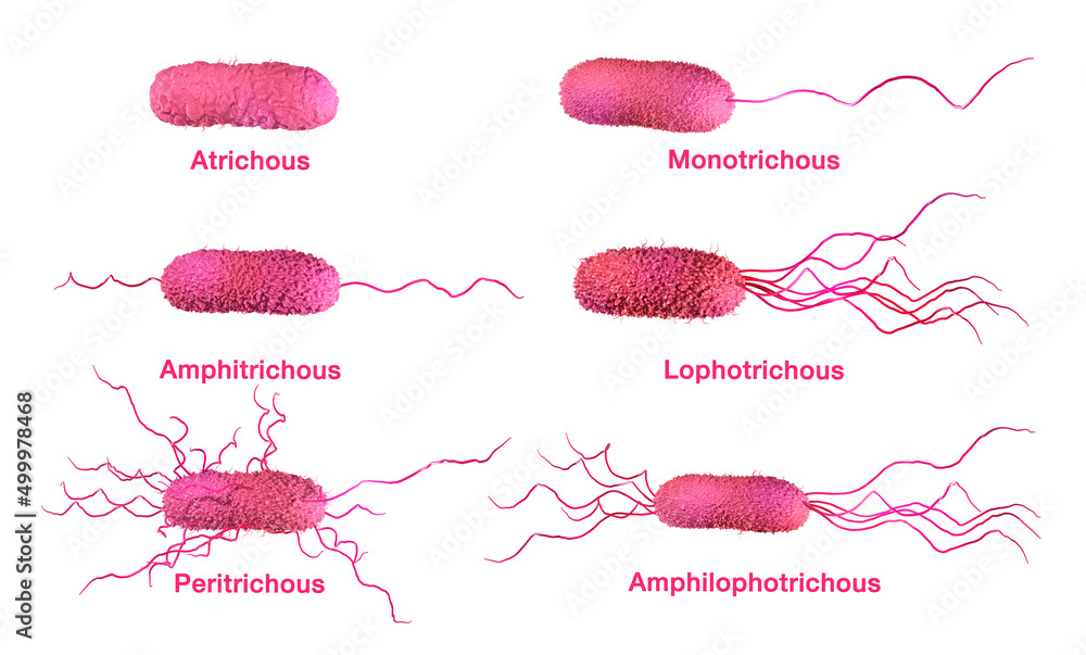 Bacteria flagella types, illustration Stock Photo | Adobe Stock
