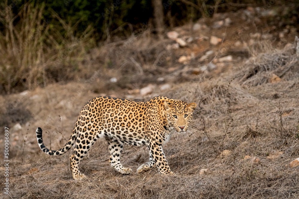indian wild male leopard or panther side profile portrait walking or ...