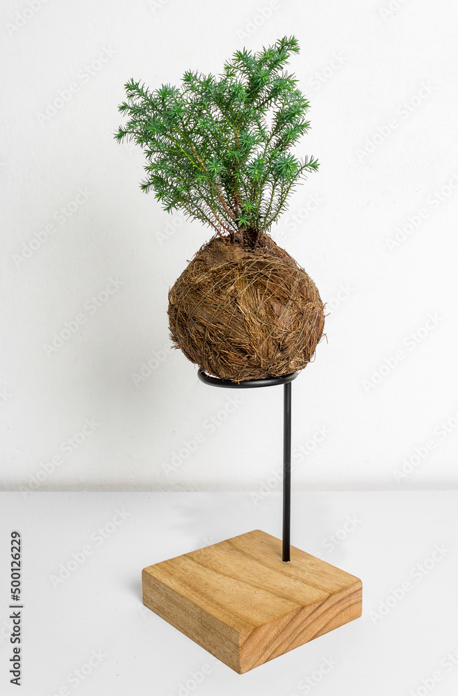 Pine Kokedamas on modern wooden bases, plant inside cocunut fibers ball ...