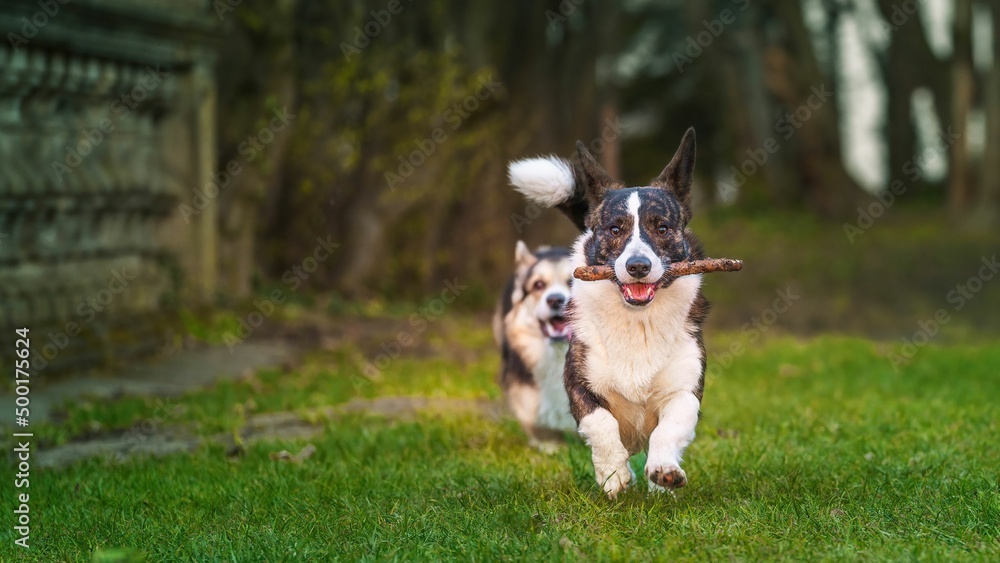 Dwa psy rasy corgi w czasie zabawy w parku w porannym słońcu Stock ...