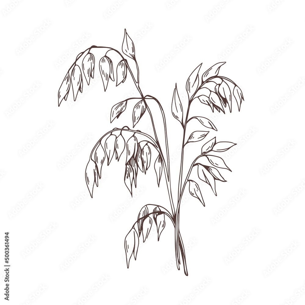 Panicum miliaceum, outlined contoured drawing. Cereal field crop in ...