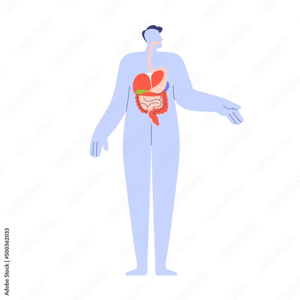 Стоковое векторное изображение «Organs of digestive system inside human ...