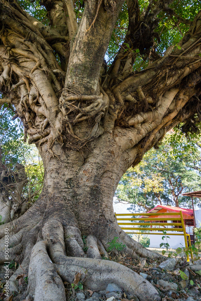 A large trunk of Fig tree inside a temple courtyard in India. Also ...
