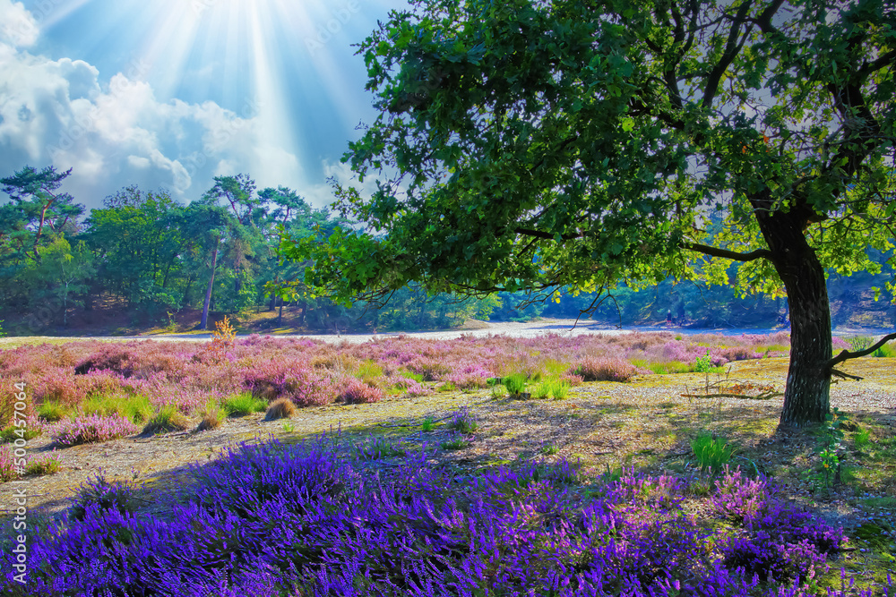 Beautiful heath landscape with oak tree, bright purple blooming heather ...