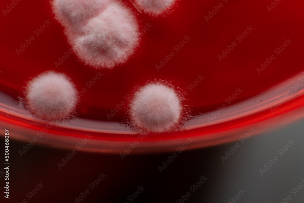 study of mold and bacteria in a petri dish with red agar. Mold spores ...