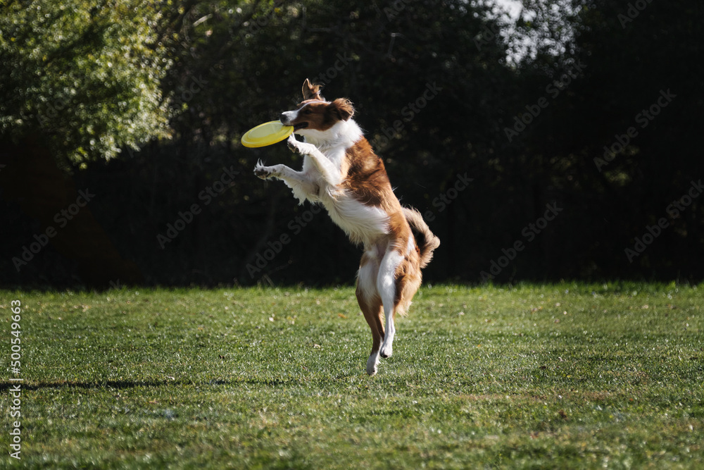 Dog frisbee. Competitions of dexterous dogs. A border collie of red ...