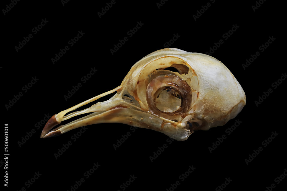 Photo Stock Closeup of the skull of a common dove (Columba livia ...