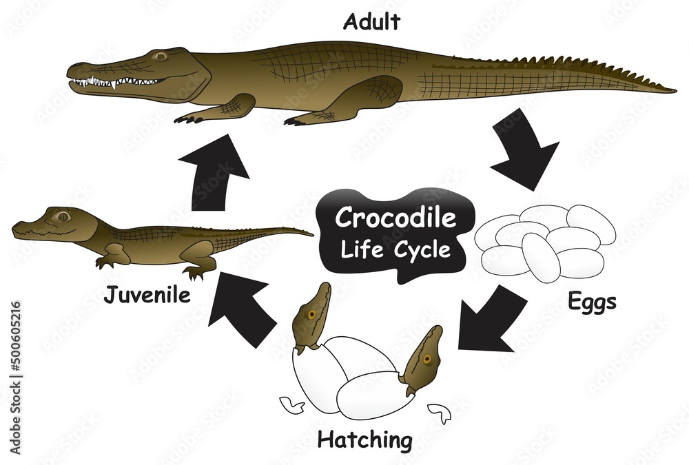 Crocodile Life Cycle Infographic Diagram showing different phases and ...
