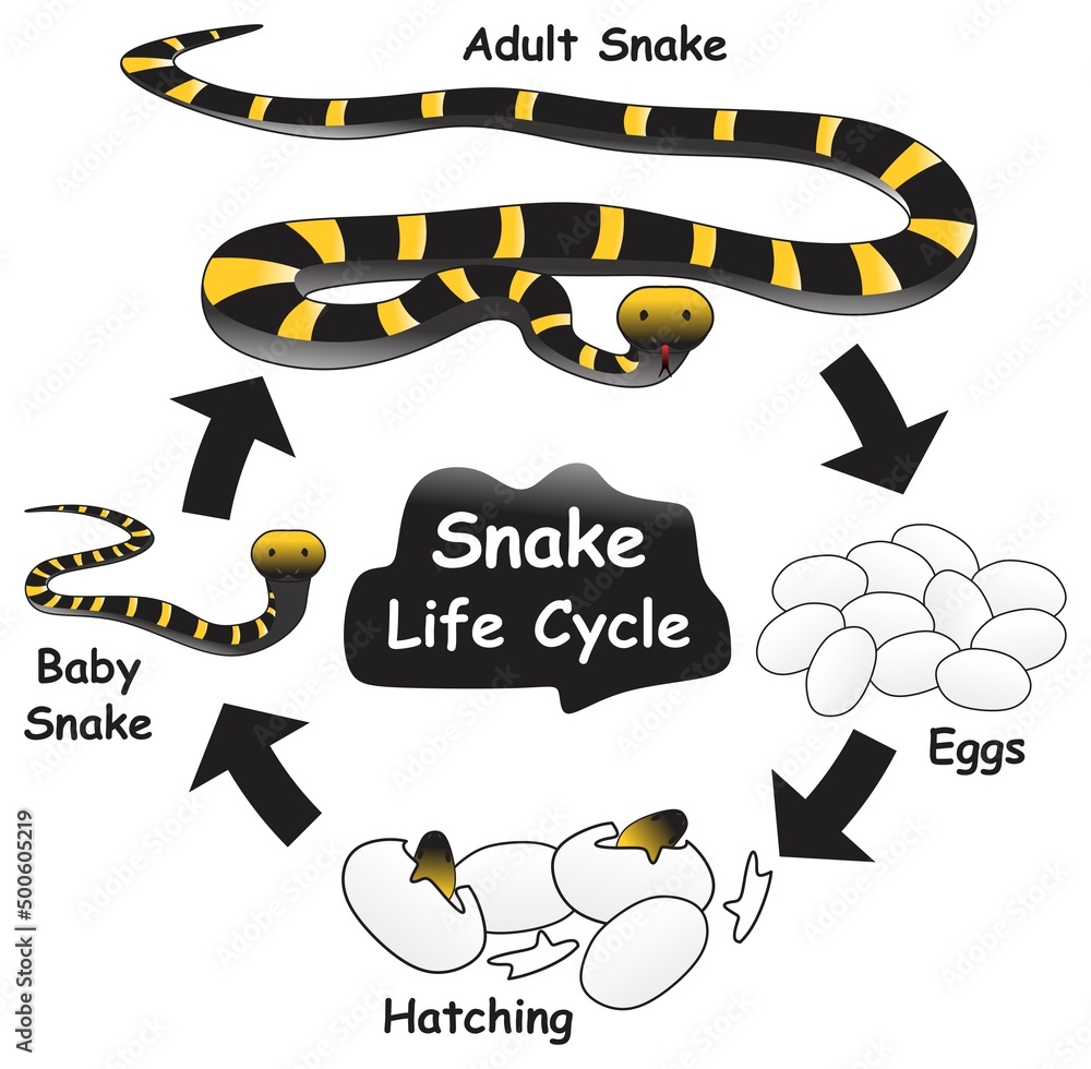 Snake Life Cycle Infographic Diagram showing different phases and ...
