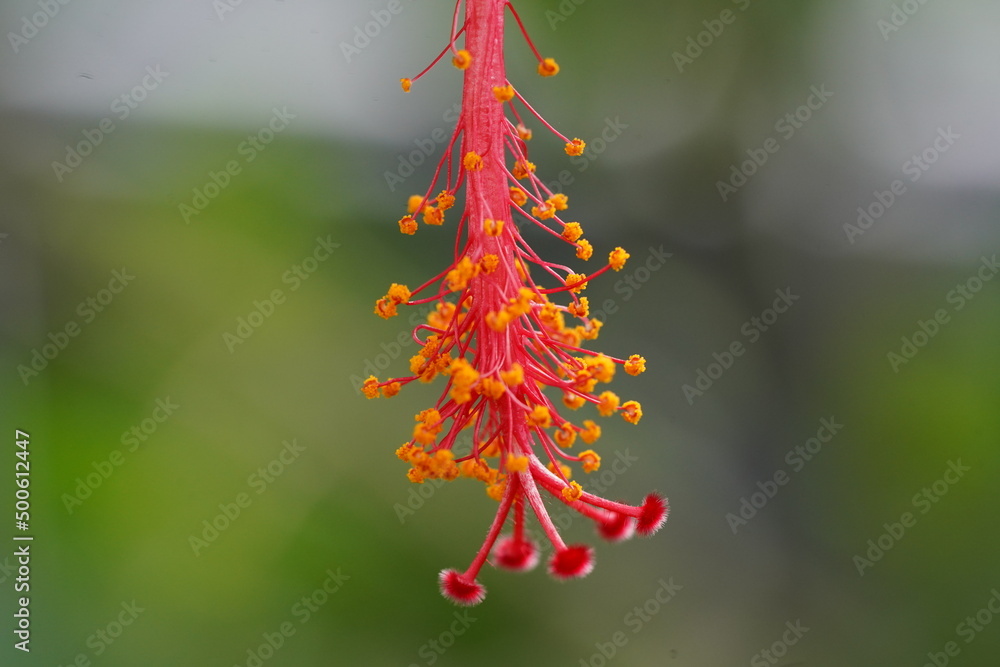flower reproductive organ Stock Photo | Adobe Stock